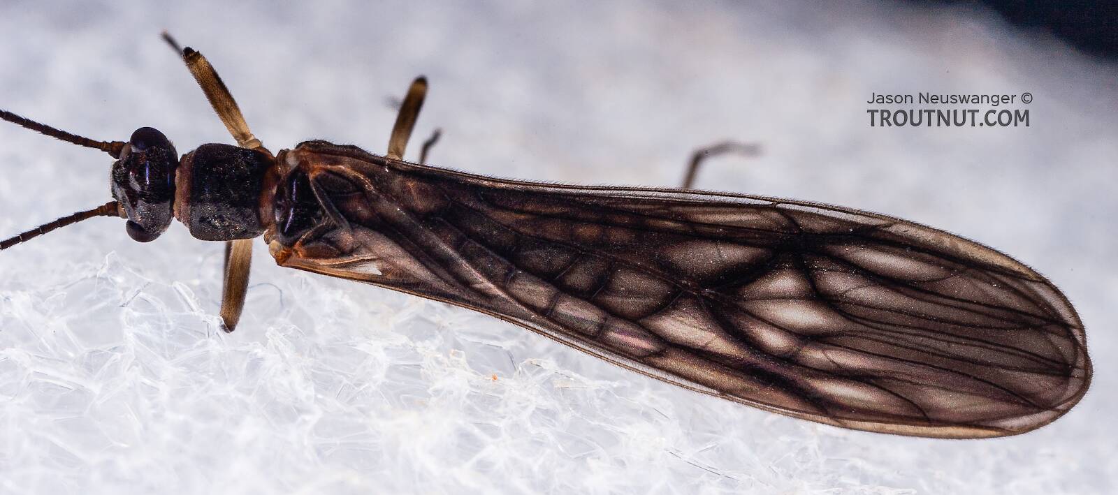 Female Amphinemura (Tiny Winter Black) Stonefly Adult Pictures