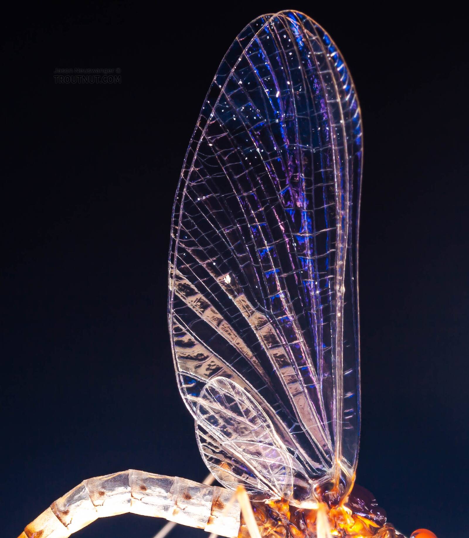 Male Neoleptophlebia Mayfly Spinner Pictures