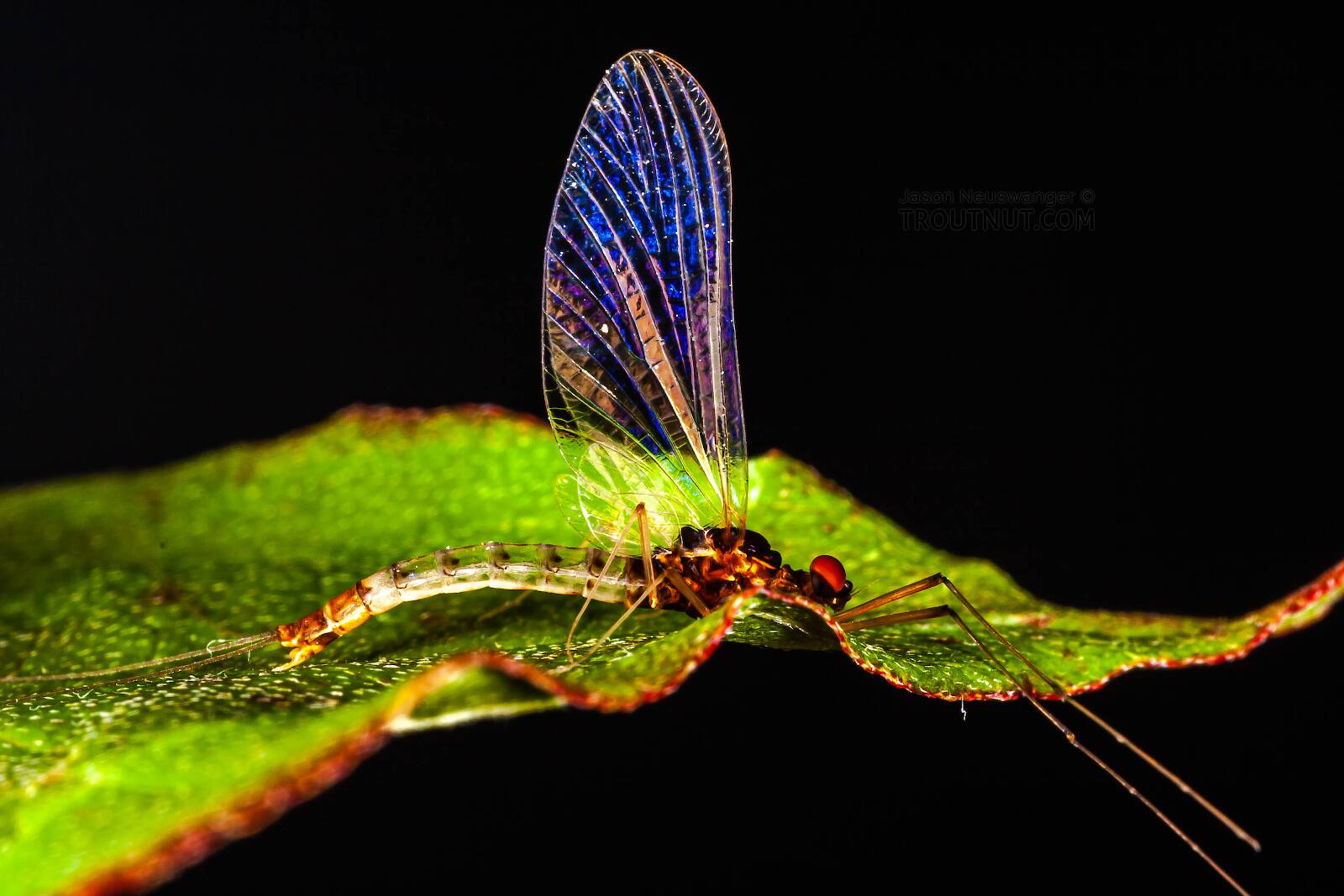 Male Neoleptophlebia Mayfly Spinner Pictures