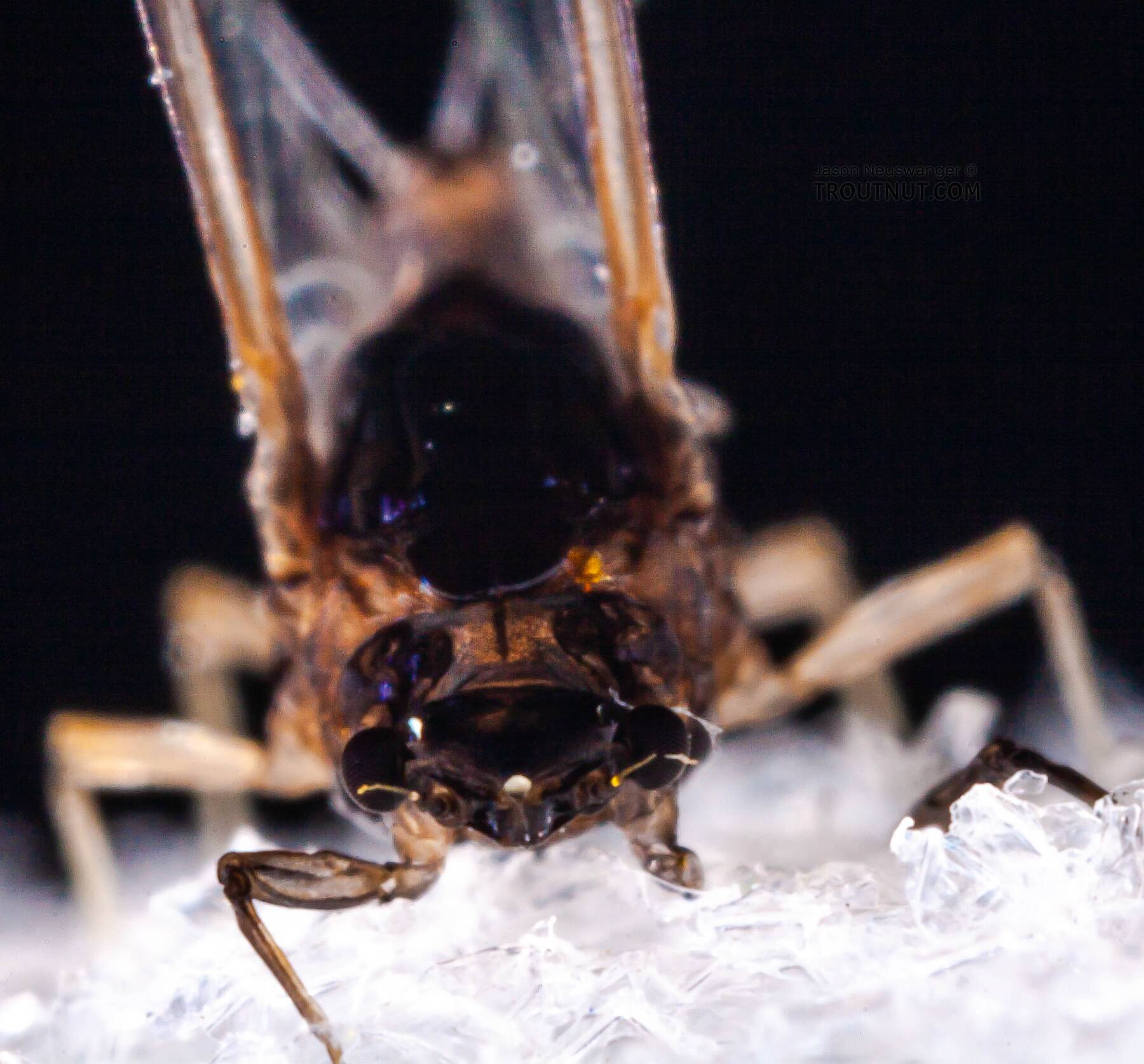 Female Tricorythodes (Trico) Mayfly Spinner Pictures