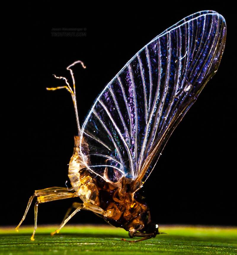 Female Tricorythodes (Trico) Mayfly Spinner Pictures
