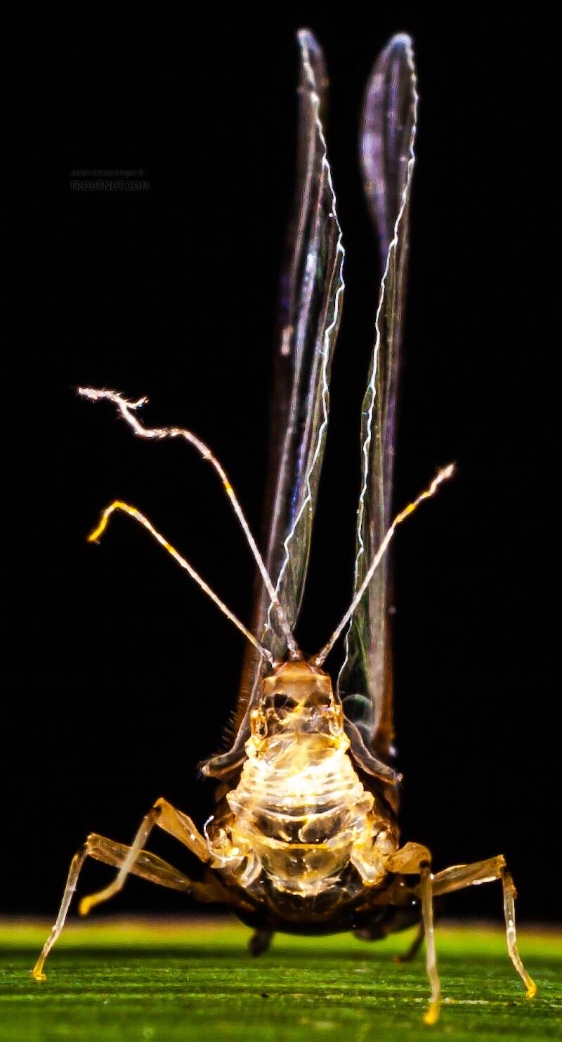Female Tricorythodes (Trico) Mayfly Spinner Pictures