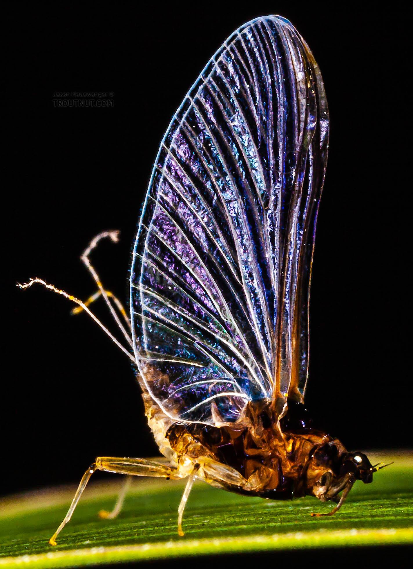 Female Tricorythodes (Trico) Mayfly Spinner Pictures