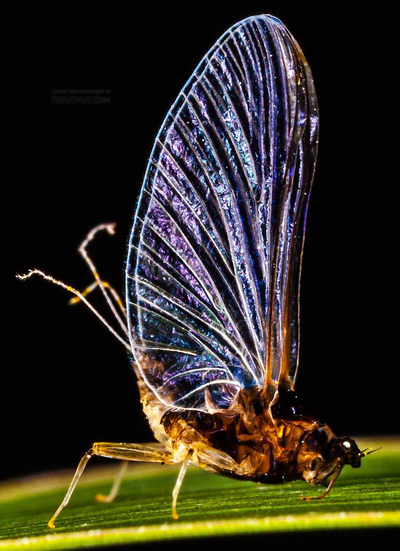 Female Tricorythodes (Trico) Mayfly Spinner Pictures
