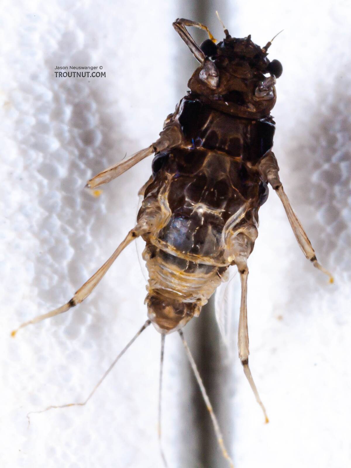 Female Tricorythodes (Trico) Mayfly Spinner Pictures