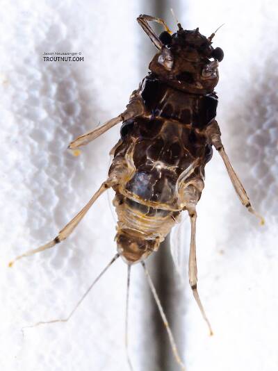 Female Tricorythodes (Trico) Mayfly Spinner Pictures