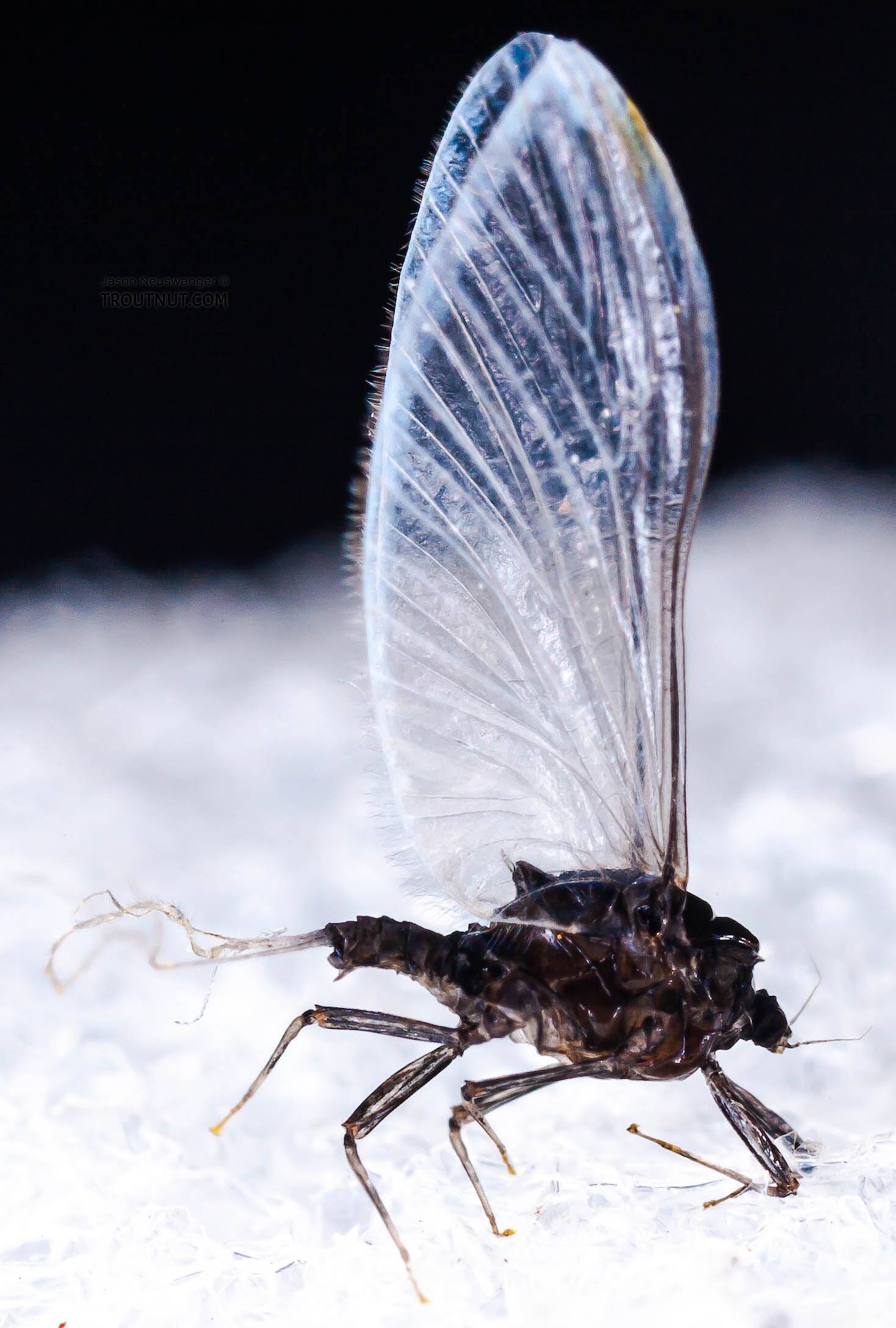 Mayfly Genus Tricorythodes (Tricos)