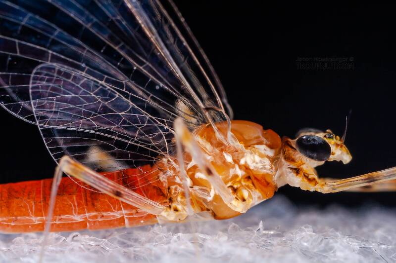 Female Epeorus vitreus (Sulphur) Mayfly Spinner Pictures