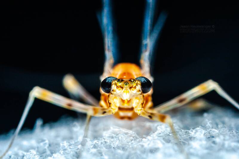 Female Epeorus vitreus (Sulphur) Mayfly Spinner Pictures