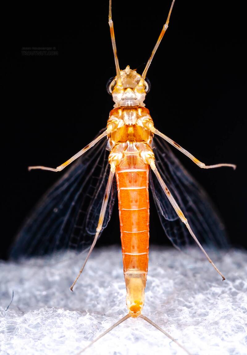 Female Epeorus vitreus (Sulphur) Mayfly Spinner Pictures