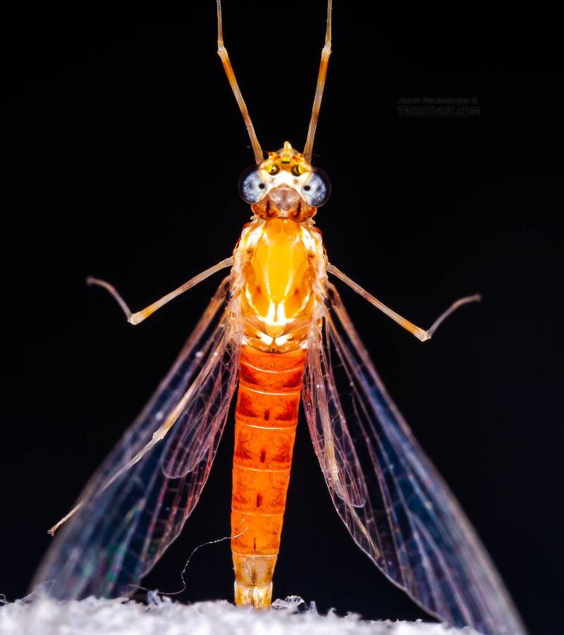 Female Epeorus vitreus (Sulphur) Mayfly Spinner Pictures