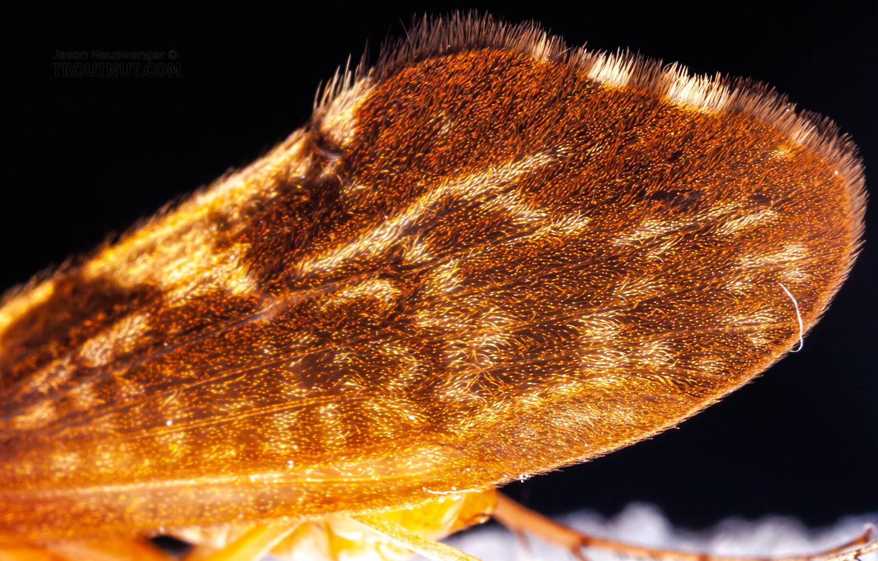 Female Neophylax (Autumn Mottled Sedge) Caddisfly Adult Pictures
