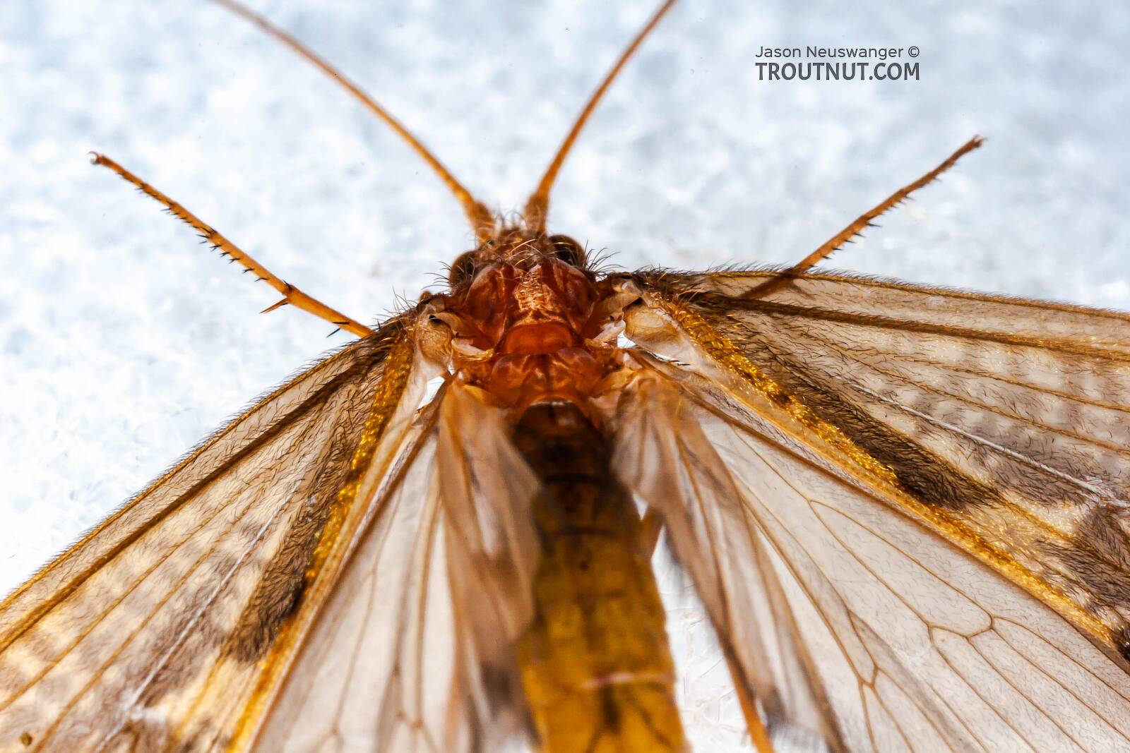 Female Neophylax (Autumn Mottled Sedge) Caddisfly Adult Pictures