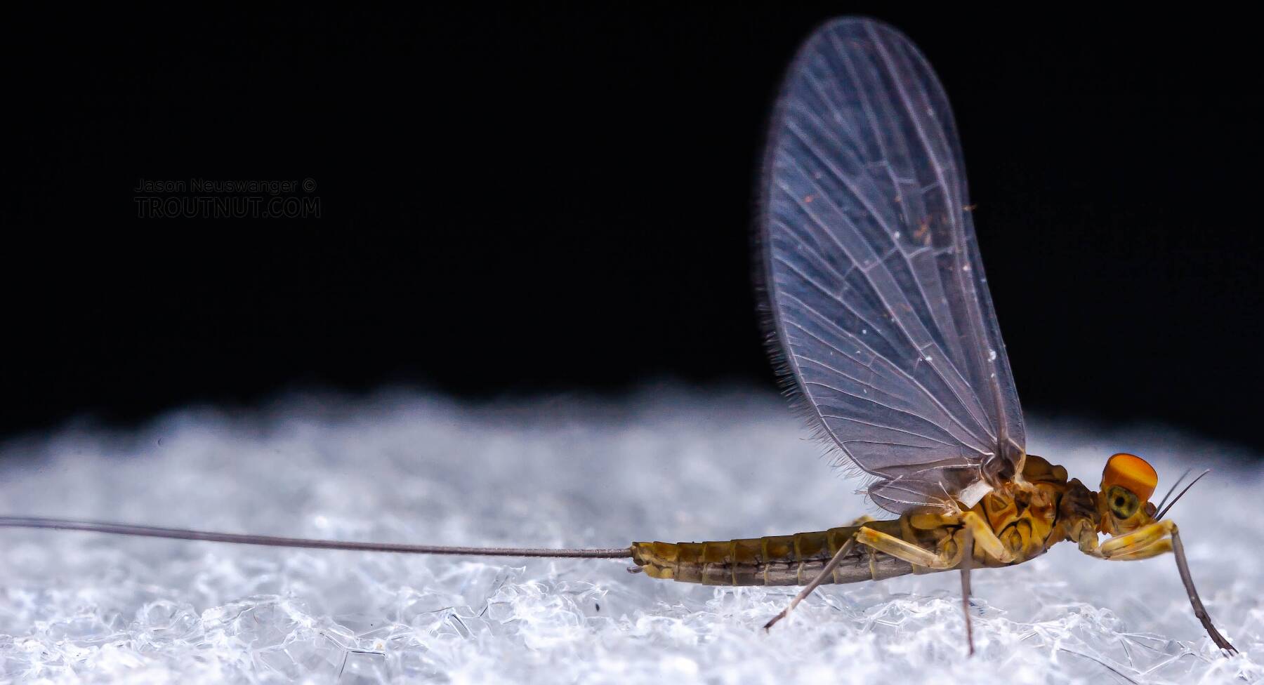 Mayfly Species Labiobaetis sonajuventus