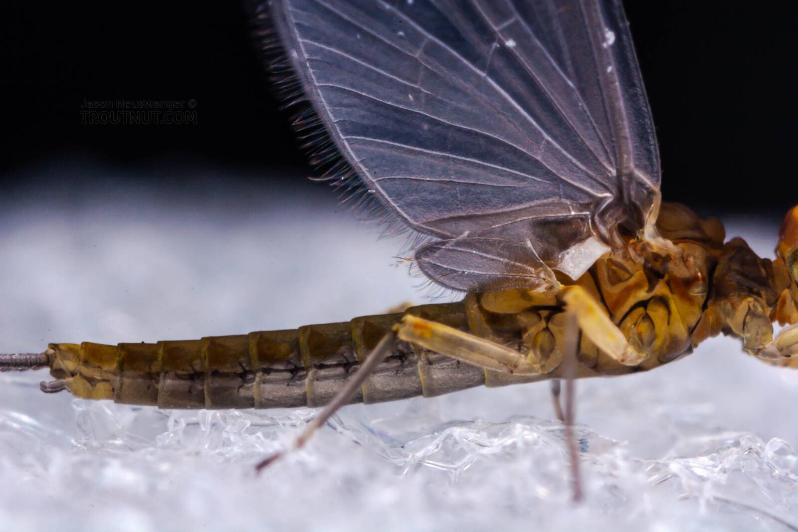 Male Baetis (Blue-Winged Olive) Mayfly Dun Pictures