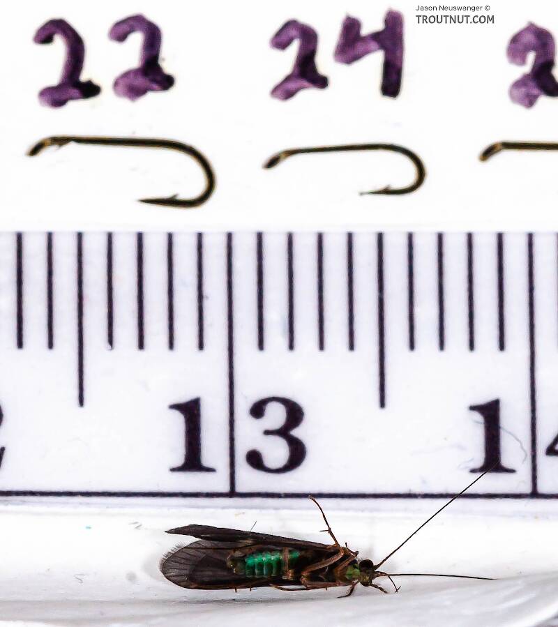 Cheumatopsyche (Little Sister Sedge) Caddisfly Adult Pictures