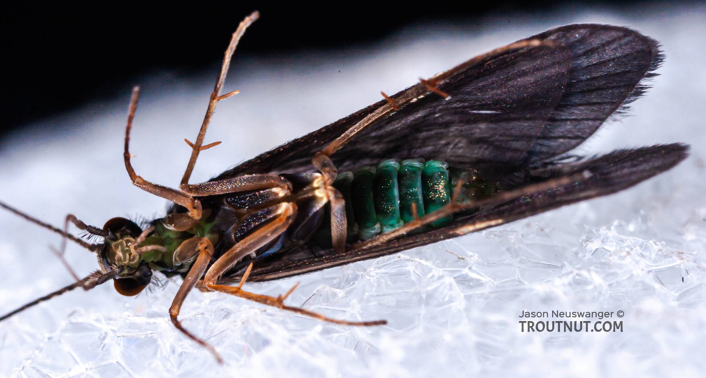 Cheumatopsyche (Little Sister Sedge) Caddisfly Adult Pictures