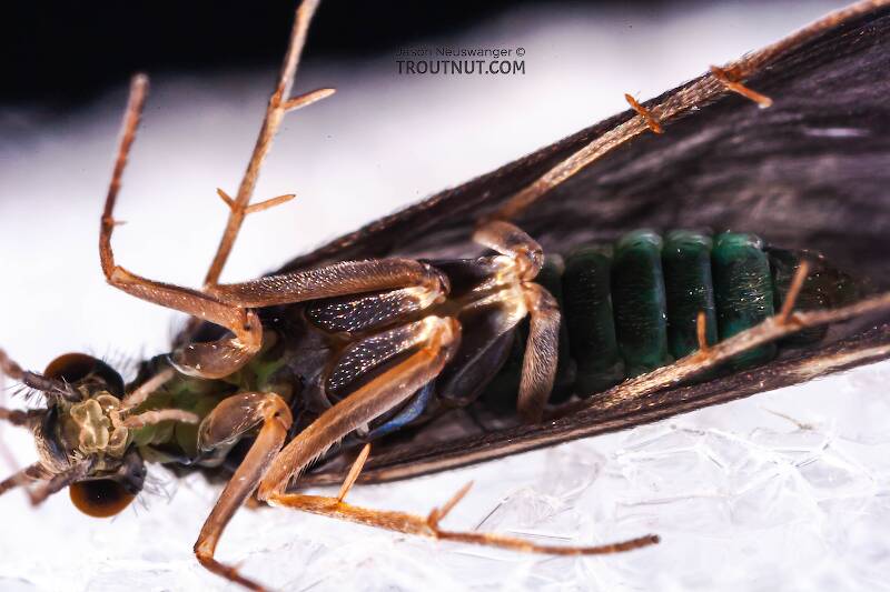 Cheumatopsyche (Little Sister Sedge) Caddisfly Adult Pictures