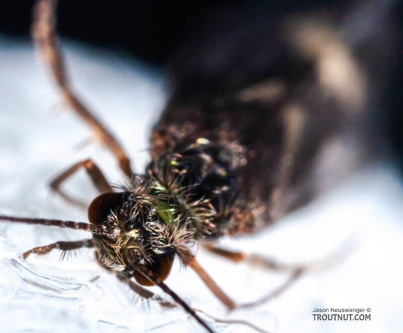 Cheumatopsyche (Little Sister Sedge) Caddisfly Adult Pictures