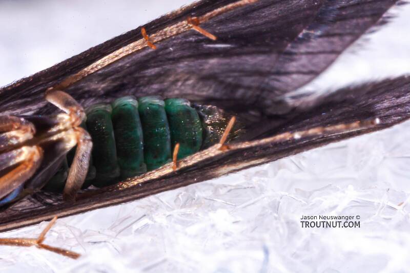 Cheumatopsyche (Little Sister Sedge) Caddisfly Adult Pictures