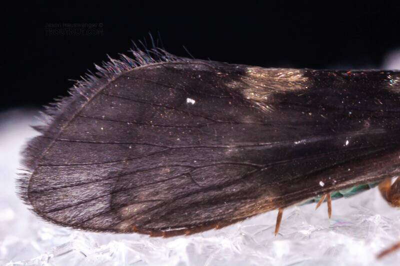 Cheumatopsyche (Little Sister Sedge) Caddisfly Adult Pictures