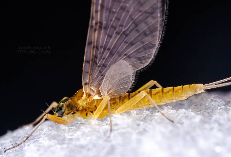 Female Leucrocuta hebe (Little Yellow Quill) Mayfly Dun Pictures