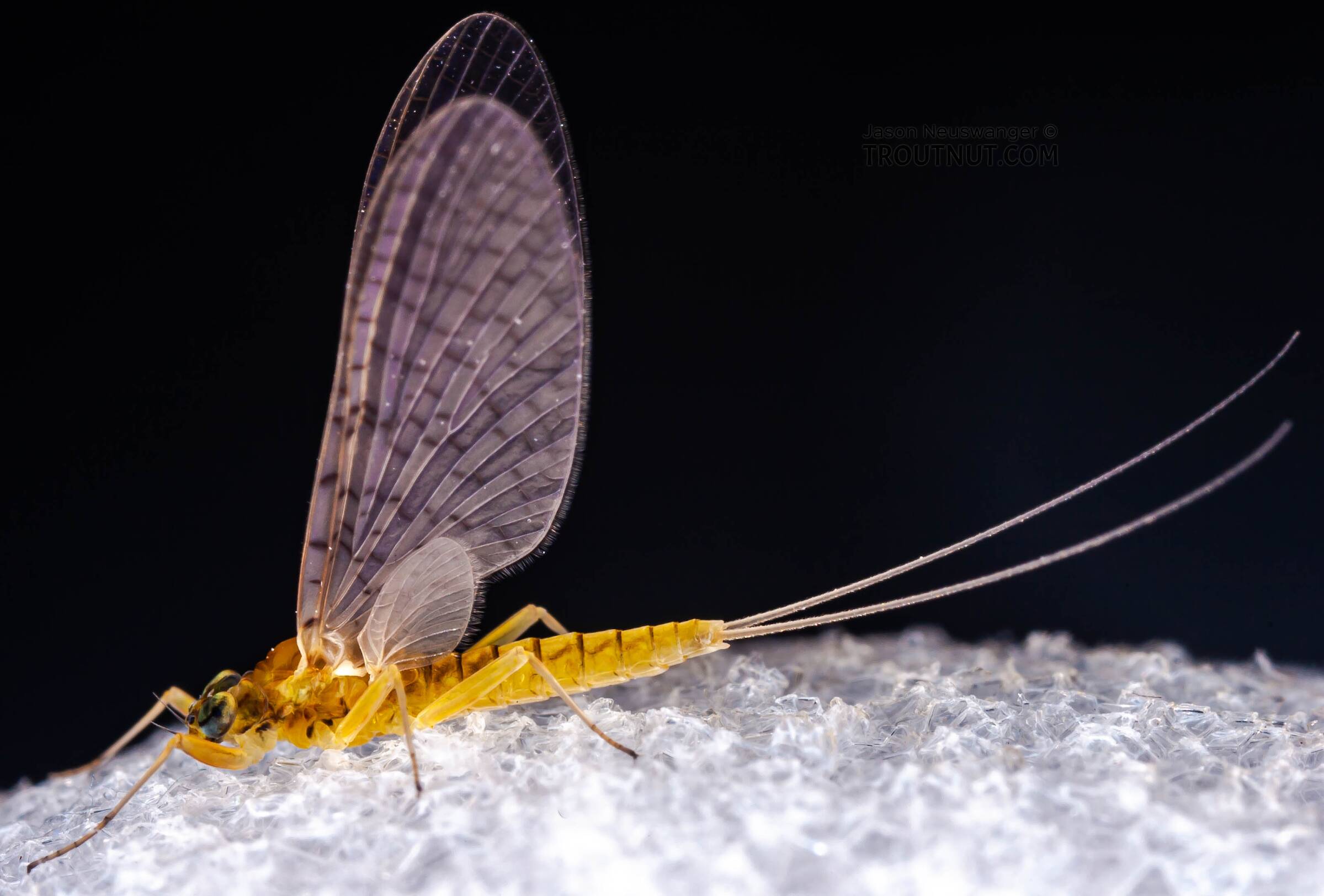 Female Leucrocuta hebe (Little Yellow Quill) Mayfly Dun Pictures