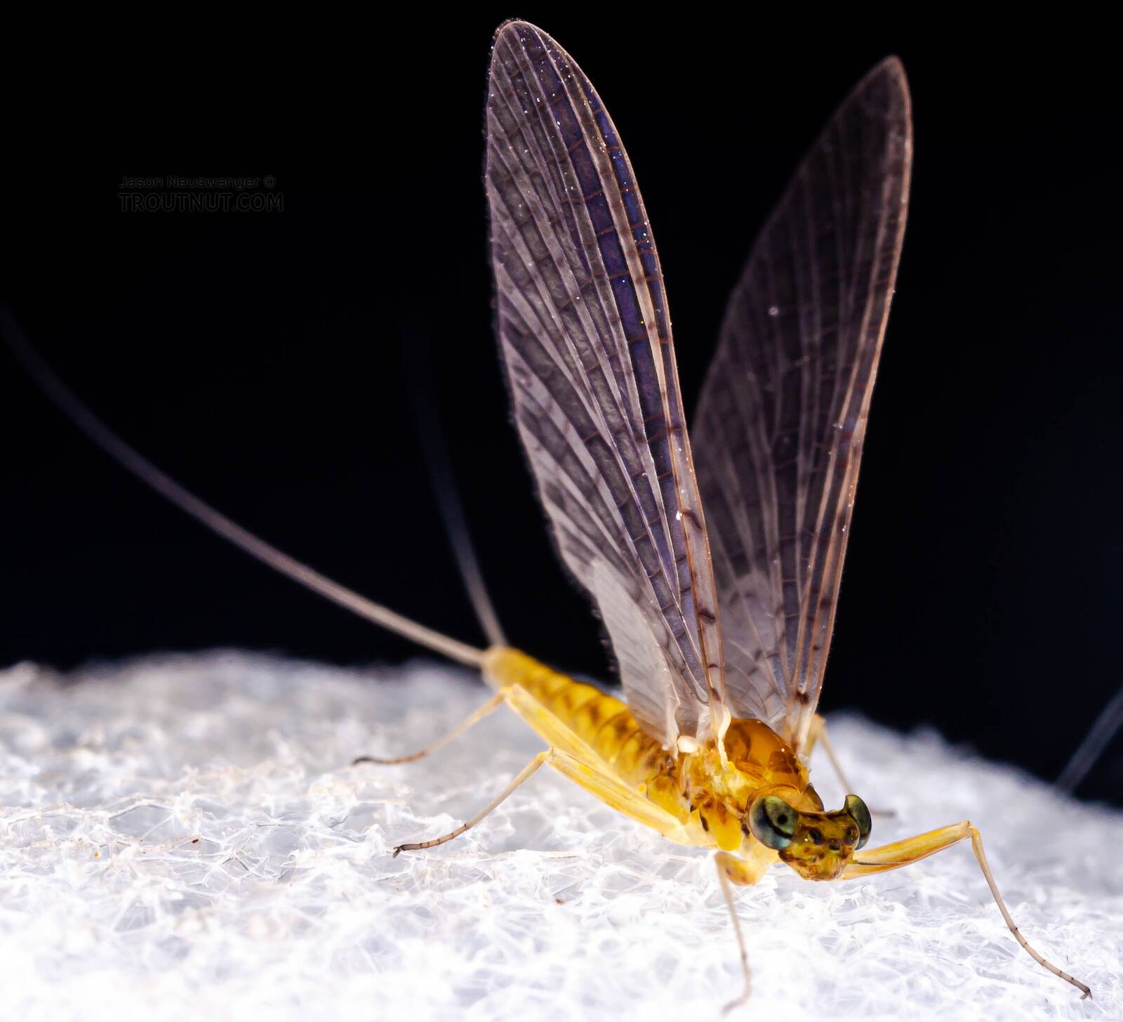 Female Leucrocuta hebe (Little Yellow Quill) Mayfly Dun Pictures