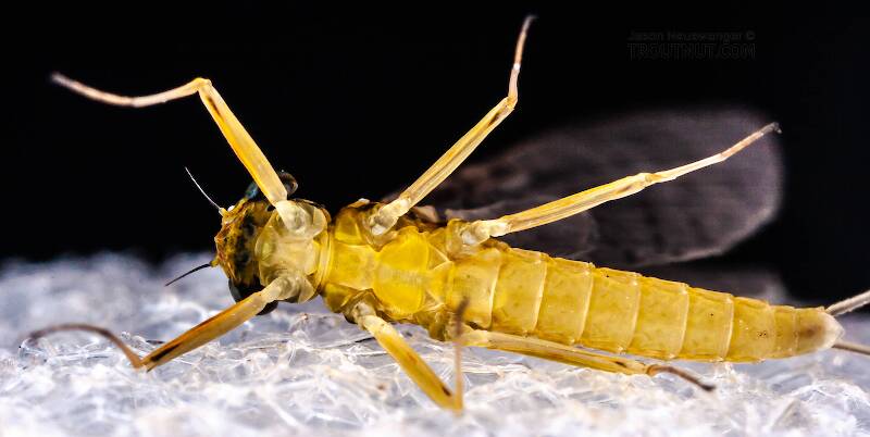 Female Leucrocuta hebe (Little Yellow Quill) Mayfly Dun Pictures