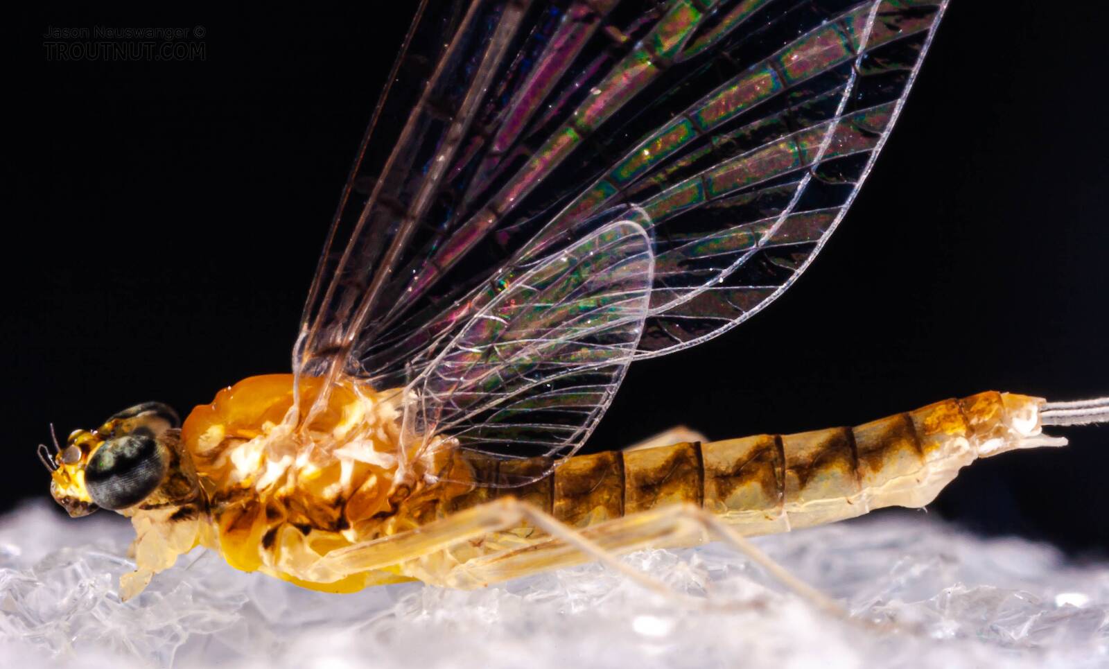 Female Leucrocuta hebe (Little Yellow Quill) Mayfly Spinner Pictures