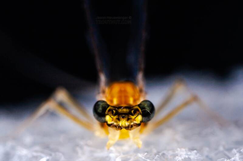 Female Leucrocuta hebe (Little Yellow Quill) Mayfly Spinner Pictures
