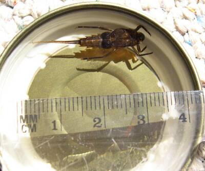 Neoephemera Mayfly Nymph Pictures