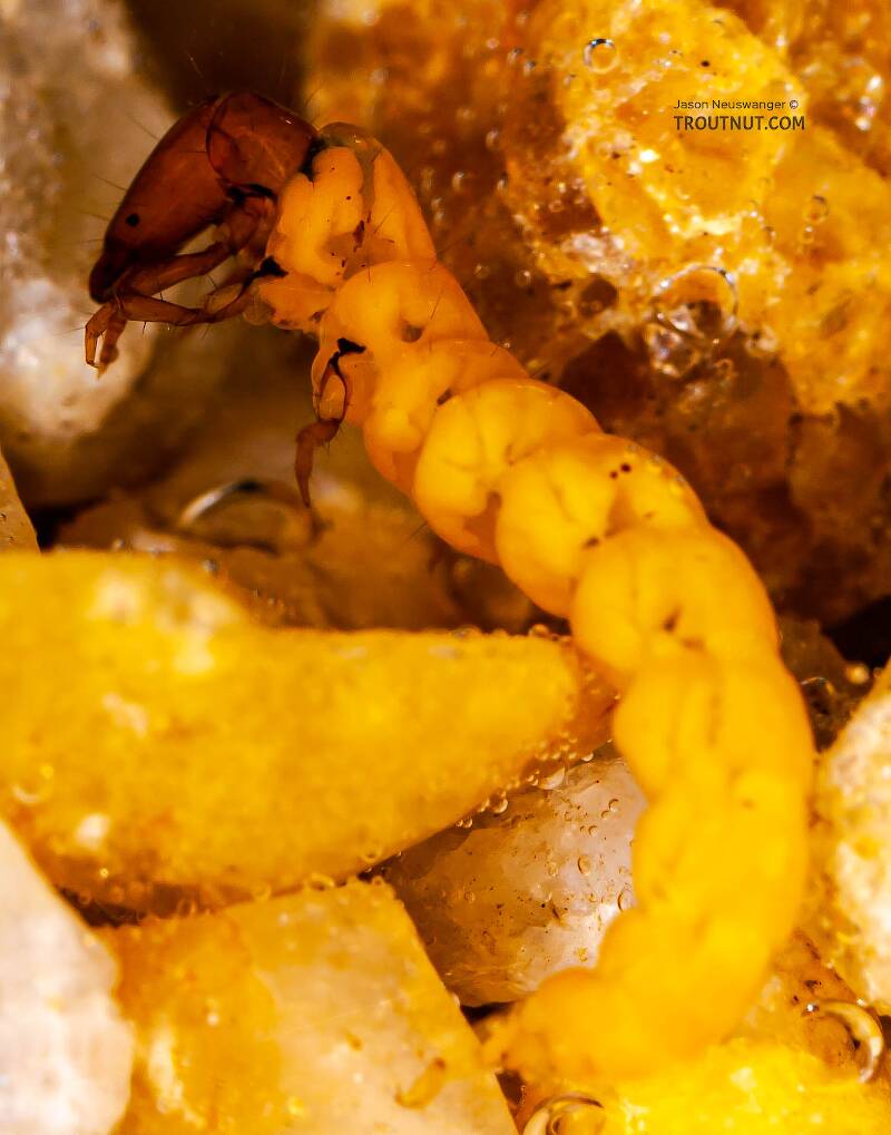 Chimarra (Little Black Sedge) Caddisfly Larva Pictures