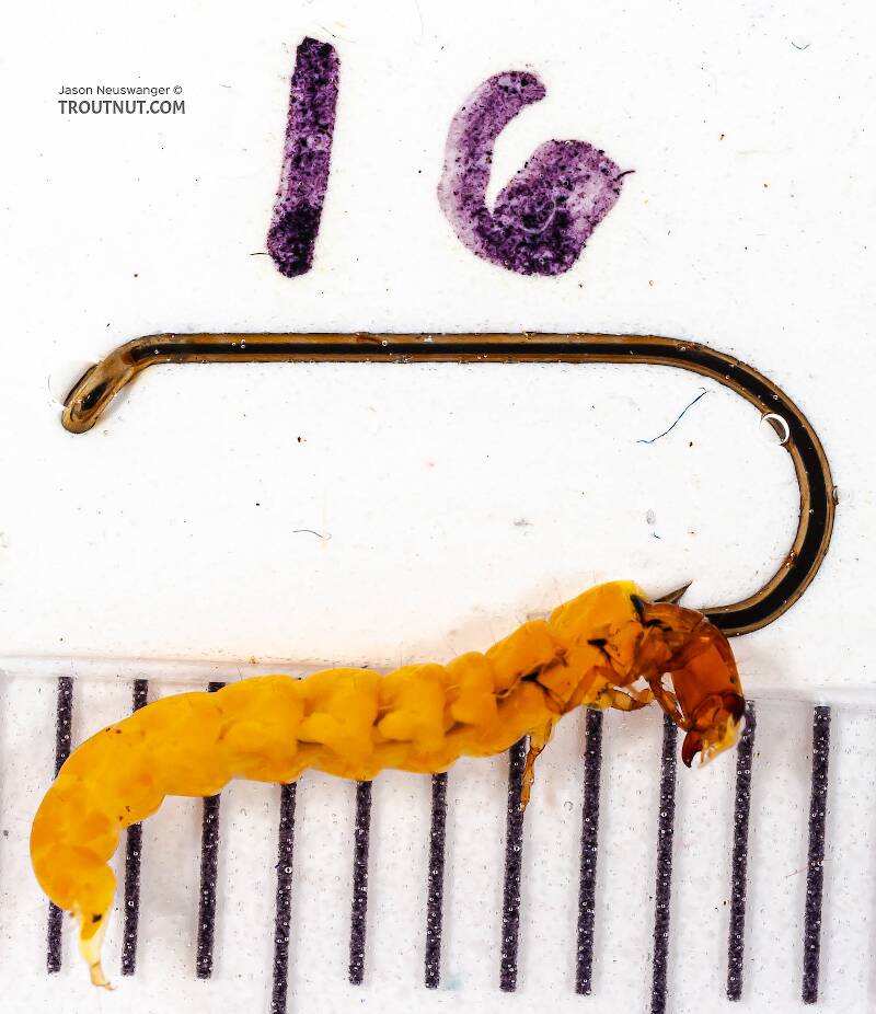 Chimarra (Little Black Sedge) Caddisfly Larva Pictures