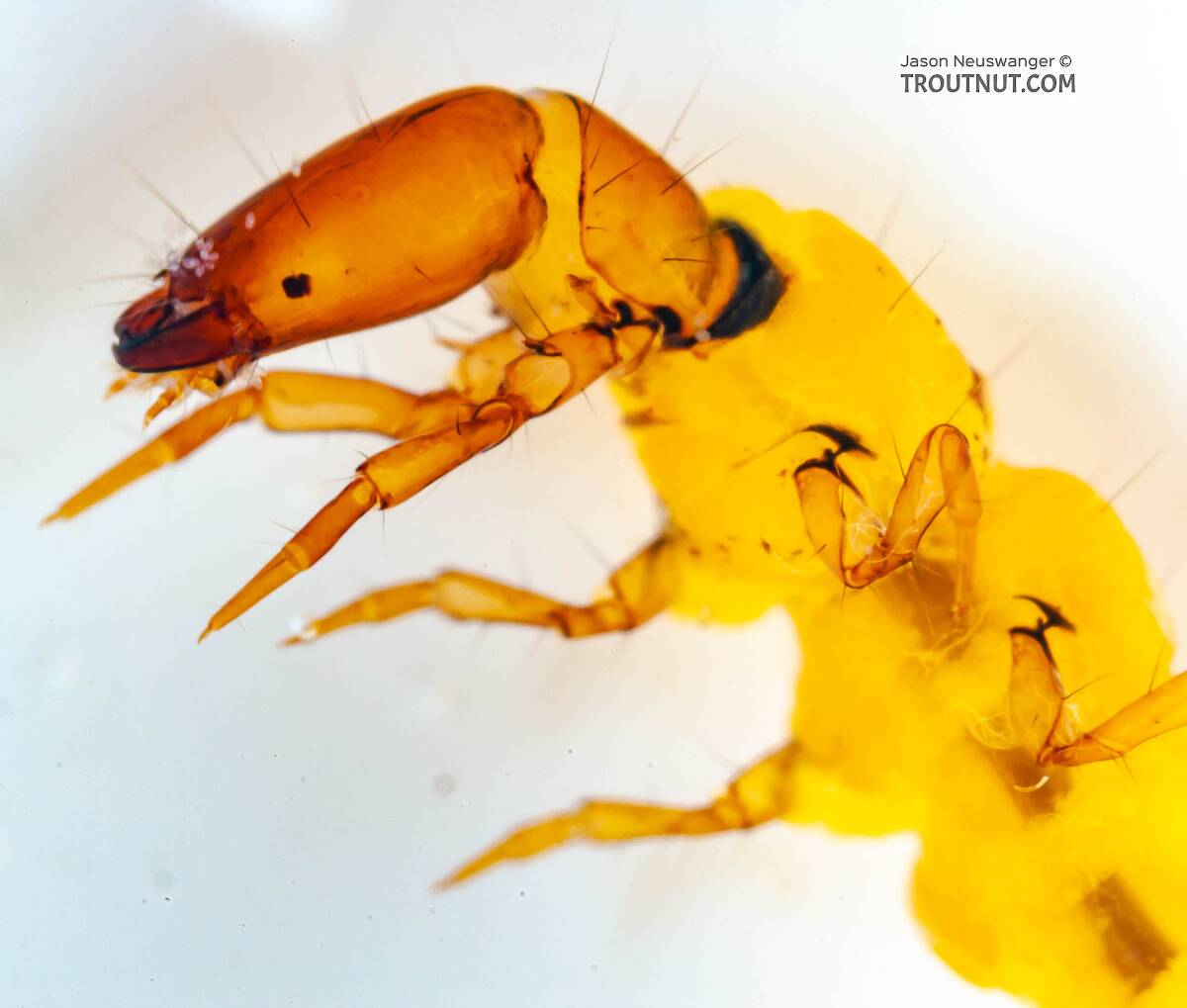 Chimarra (Little Black Sedge) Caddisfly Larva Pictures