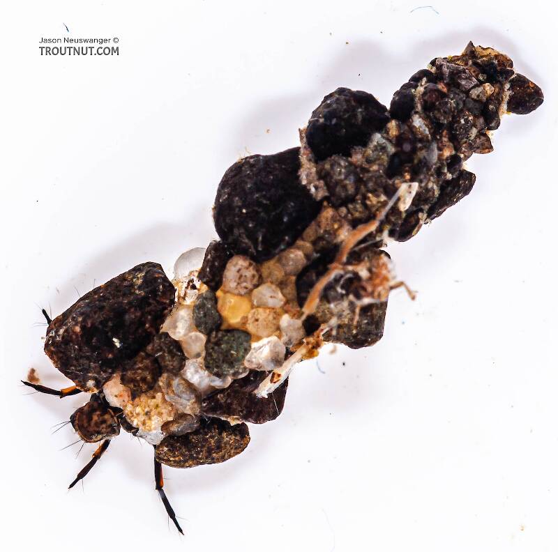 Neophylax (Autumn Mottled Sedge) Caddisfly Larva Pictures