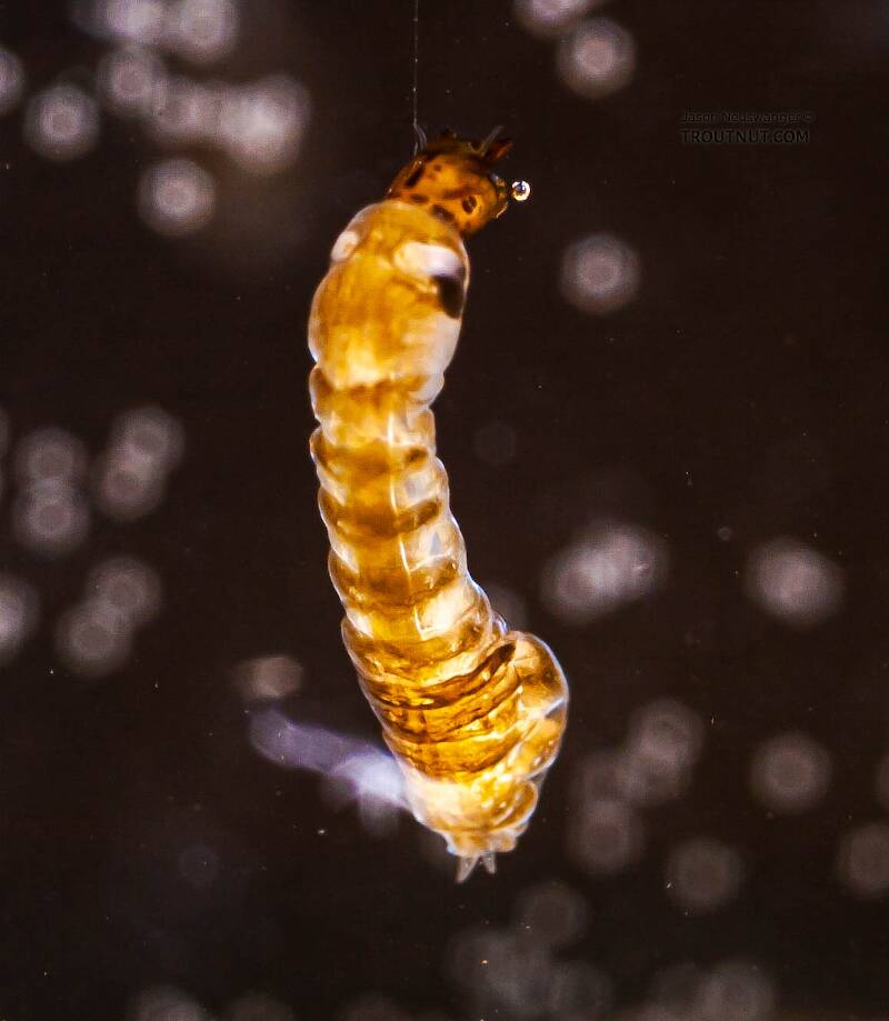 Simuliidae (Black Fly) True Fly Larva Pictures