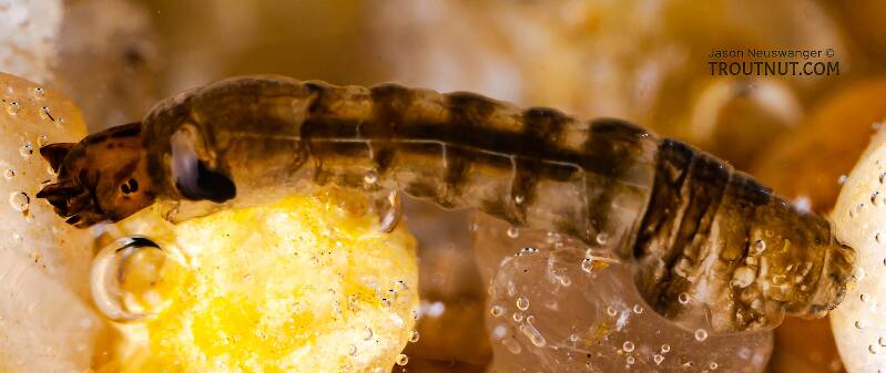 Simuliidae (Black Fly) True Fly Larva Pictures