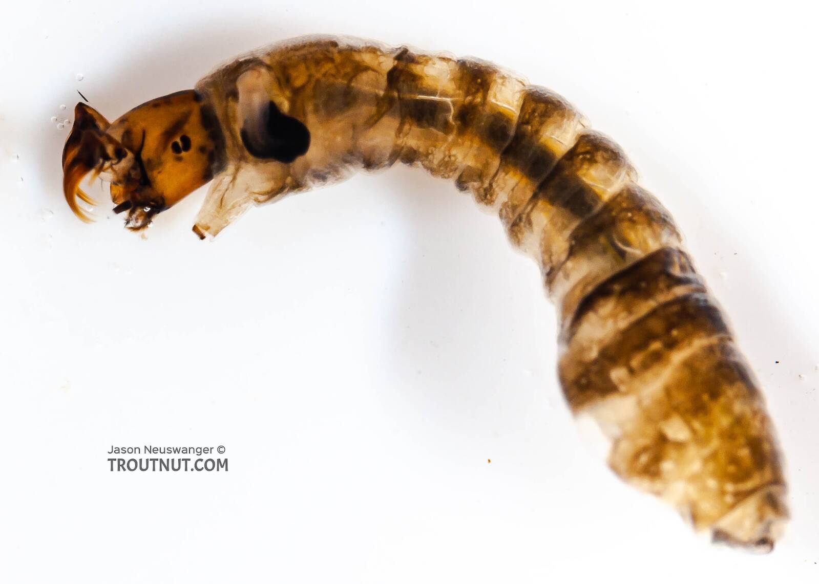 Simuliidae (Black Fly) True Fly Larva Pictures