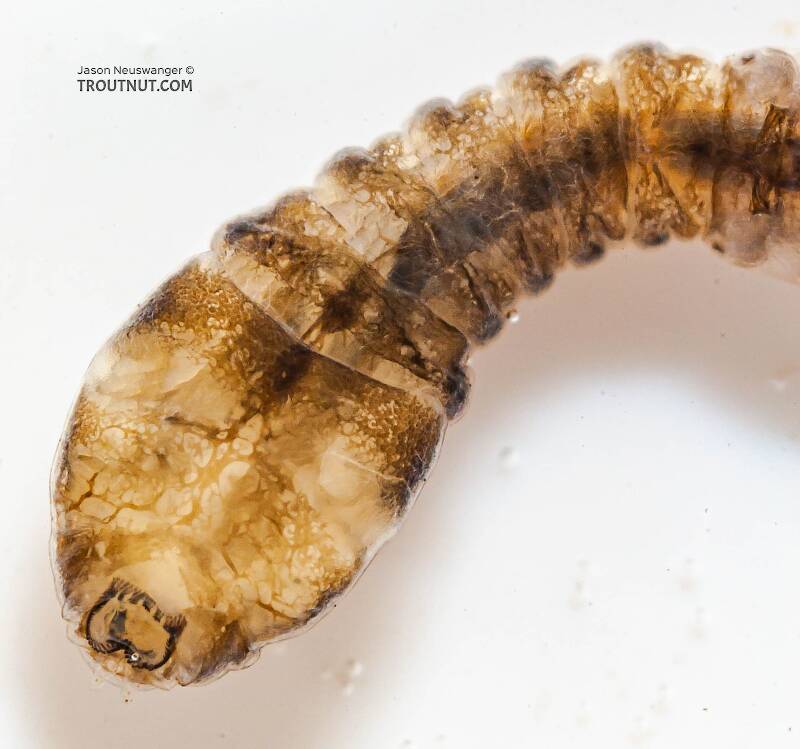 Simuliidae (Black Fly) True Fly Larva Pictures