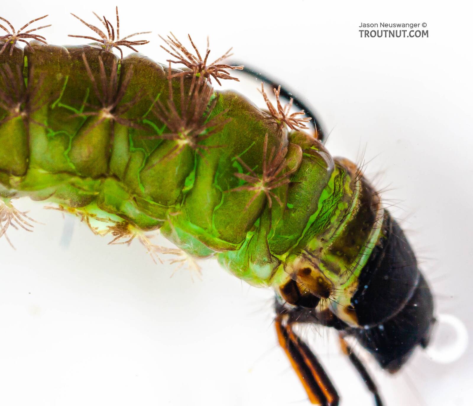 Psilotreta labida (Dark Blue Sedge) Caddisfly Larva Pictures