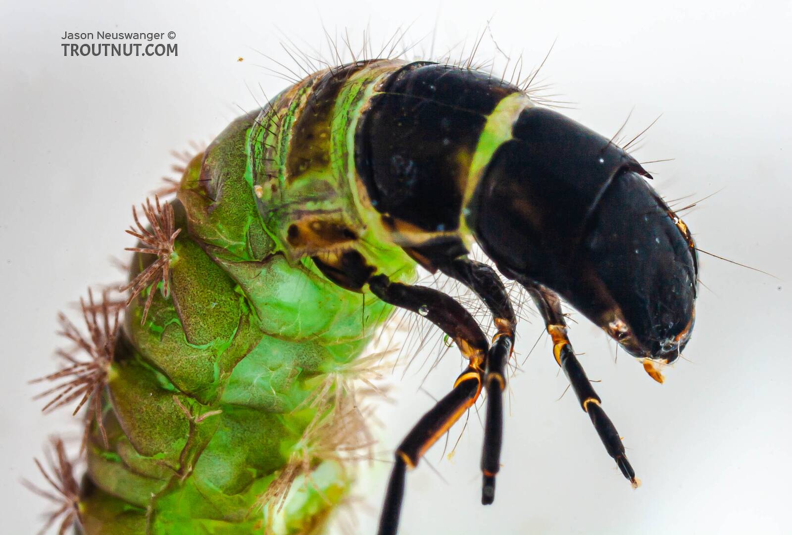 Psilotreta labida (Dark Blue Sedge) Caddisfly Larva Pictures