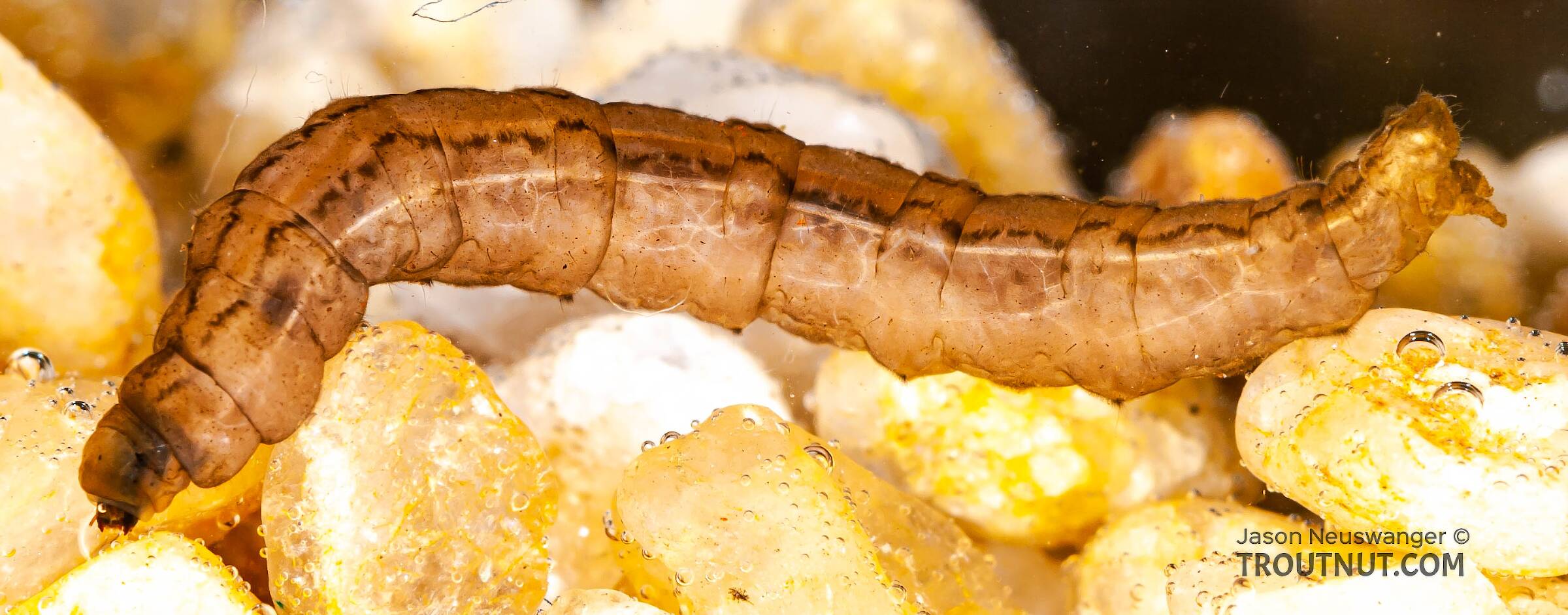 Tipulidae (Crane Fly) True Fly Larva Pictures
