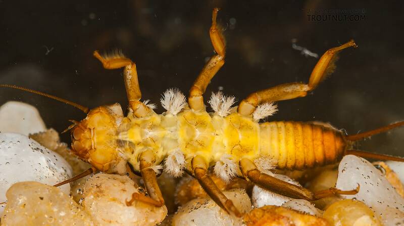 Paragnetina media (Embossed Stonefly) Stonefly Nymph Pictures