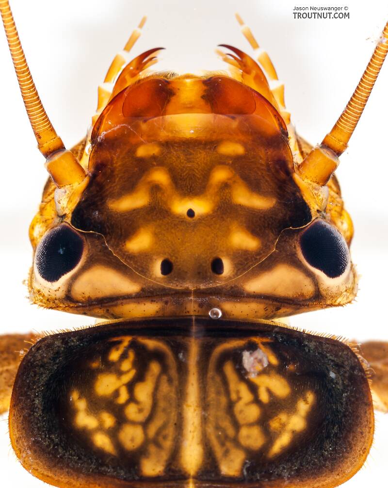 Paragnetina media (Embossed Stonefly) Stonefly Nymph Pictures