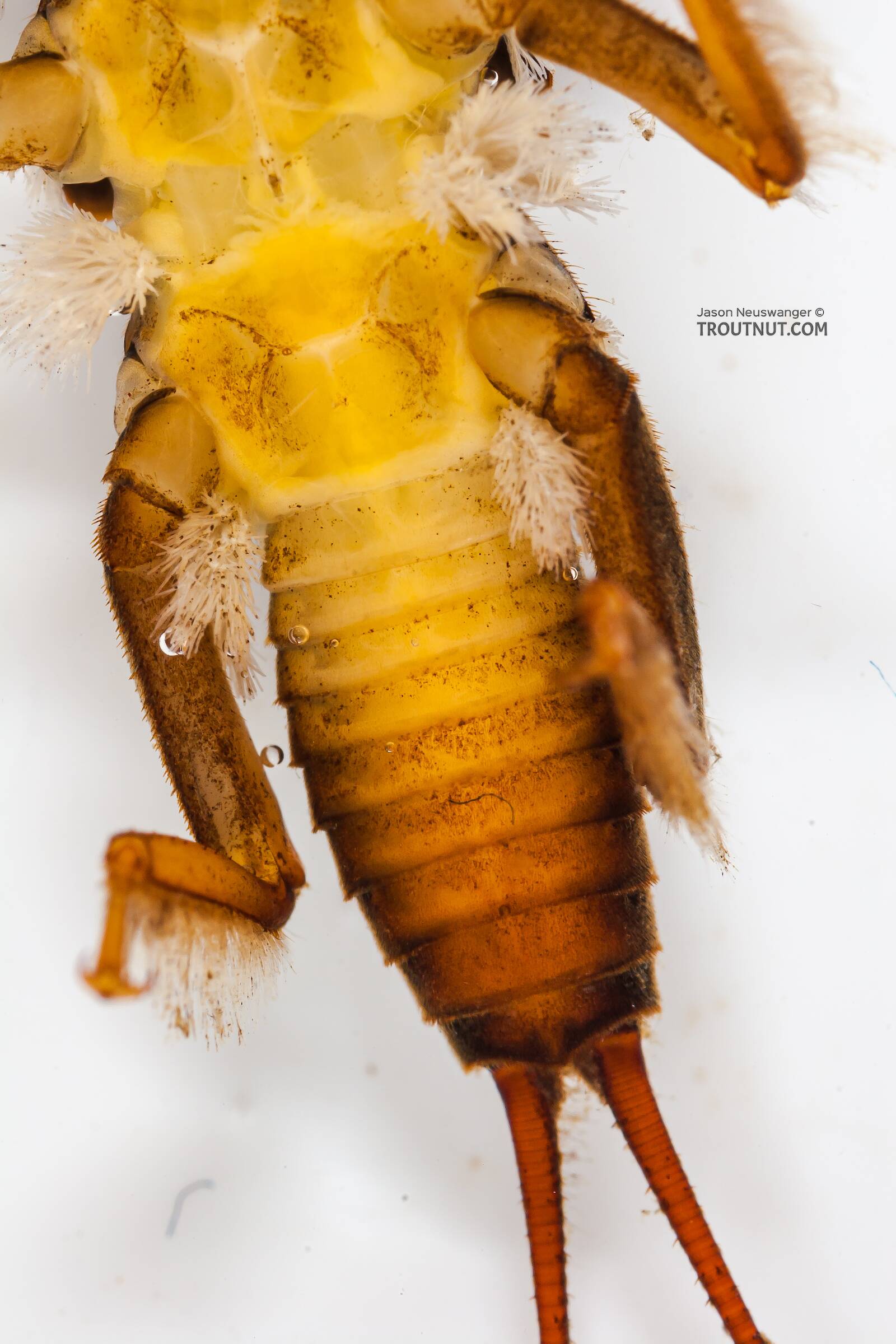 Paragnetina media (Embossed Stonefly) Stonefly Nymph Pictures