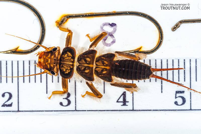 Paragnetina media (Embossed Stonefly) Stonefly Nymph Pictures