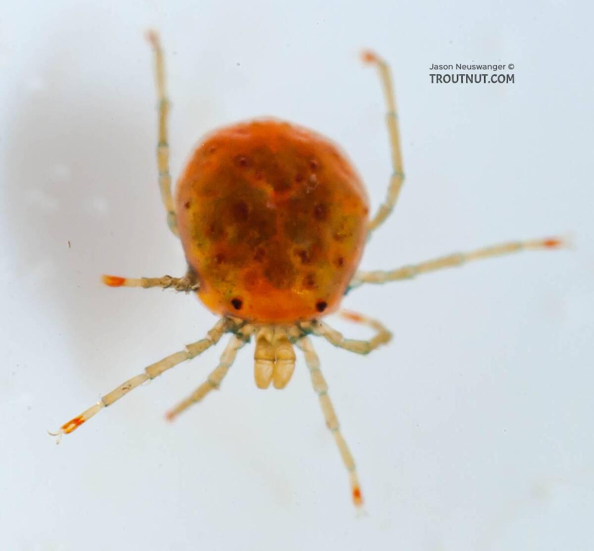 Acari (Mite) Arthropod Adult Pictures