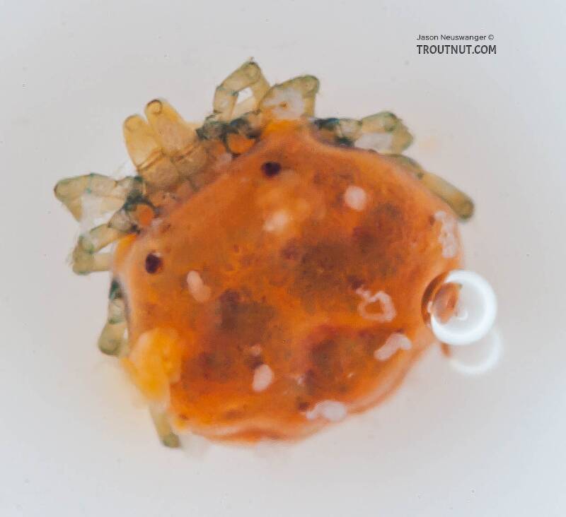 Acari (Mite) Arthropod Adult Pictures