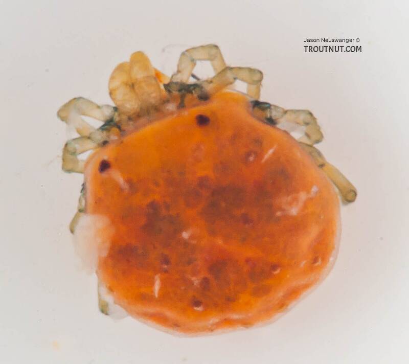 Acari (Mite) Arthropod Adult Pictures